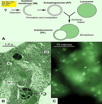 Nobel Prize & Autophagy: Yoshinori Ohsumi | Blog de José Félix ...