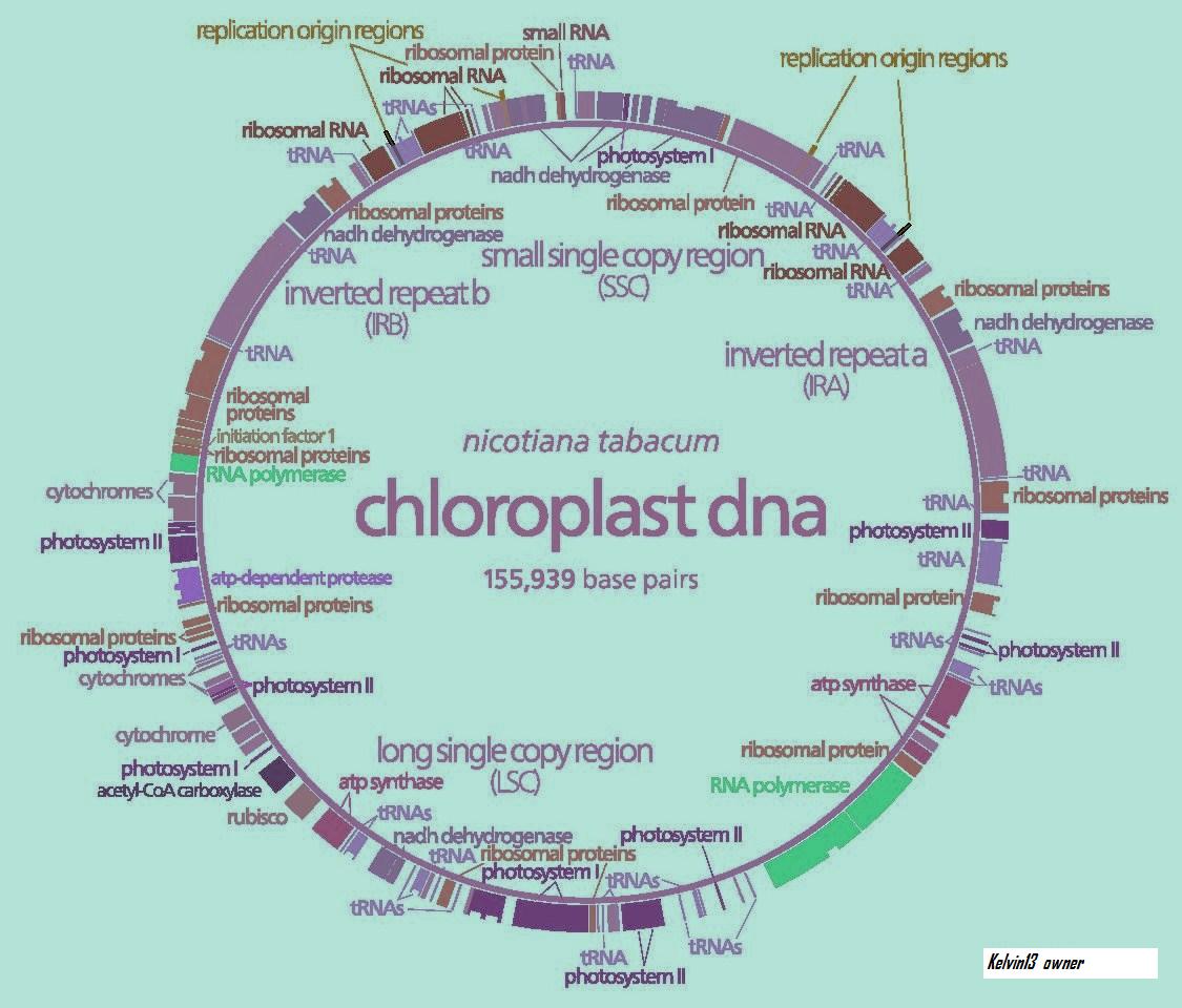 Chloroplasts: vaccines antibodies | Blog de José Félix Rodríguez Antón