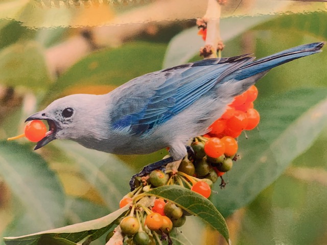 Dispersión de las diásporas y polinización | Blog de José Félix ...